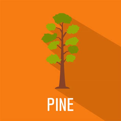 Long Leaf Pine Trees Illustrations Royalty Free Vector Graphics And Clip
