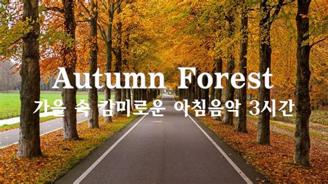 가을을 적시는 분위기 있는 감성 피아노 🌾가을 속 감미로운 아침음악 3시간🍁autumn Forest Youtube