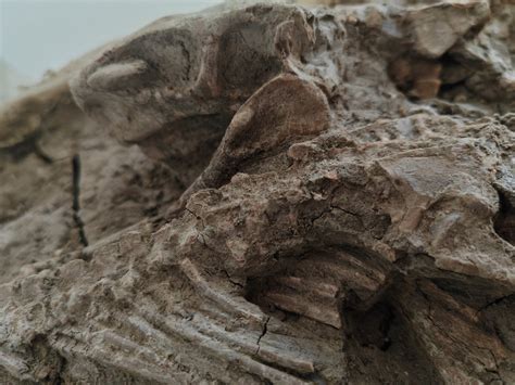 Psittacosaurus Plate Is It Real How To Recognize Fossil Fabrications The Fossil Forum