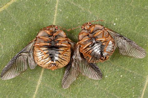 Globular Stink Bug Sexual Dimorphism Megacopta Cribraria Bugguide Net