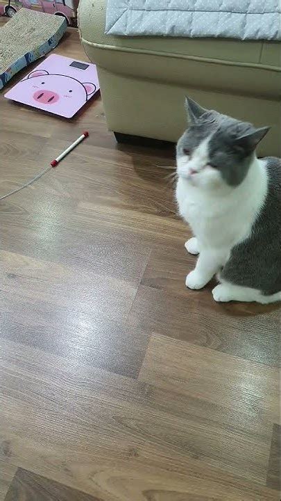 우리 귀여운 고양이 사진들 Youtube