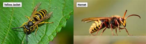 15 Types Of Bees Found In Utah 2026 Bird Watching Hq