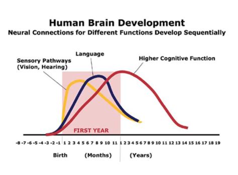 Lecture 5 Memory And Executive Functions Across The Lifespan Ch 82 85 Flashcards Quizlet