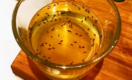 How To Get Rid Of Fungus Gnats Fowler Fortall