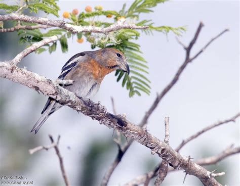Cassia Crossbill Loxia Sinesciuris