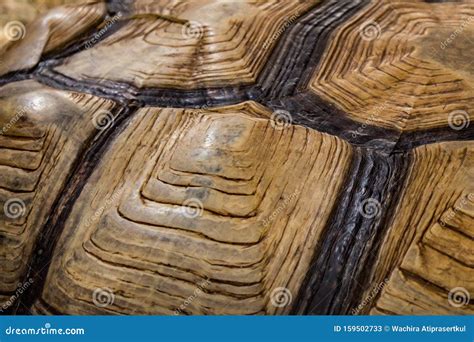 Turtle Shell Background Surface Texture Stock Image Image Of Construction Durable 159502733