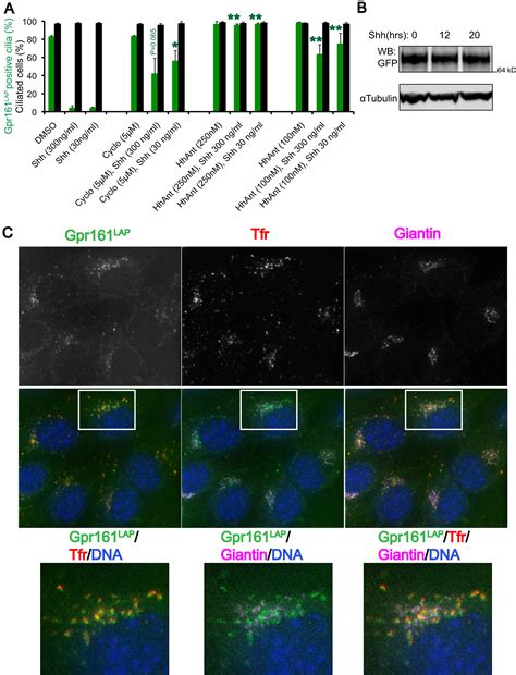 The Ciliary G Protein Coupled Receptor Gpr161 Negatively Regulates The