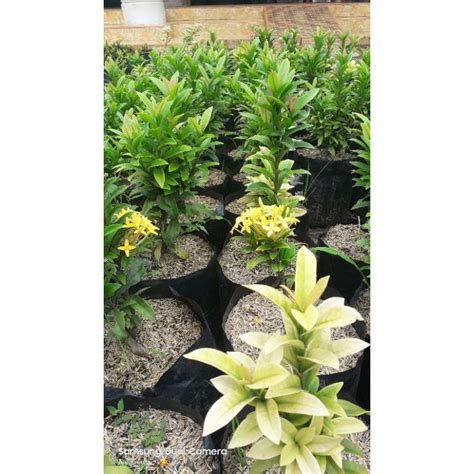 Jual Bunga Asoka Kuning Shopee Indonesia