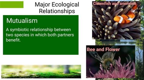Ecological Relationship Pptx