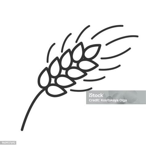 흰색 바탕에 밀의 귀의 검은 격리 개요 아이콘입니다 밀의 귀의 선 아이콘입니다 검은색에 대한 스톡 벡터 아트 및 기타 이미지 검은색 곡선 곡초류 Istock