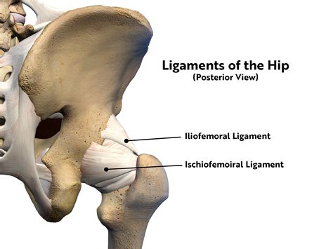 Hip Anatomy And Functions Of The Hip Csog Sports Medicine