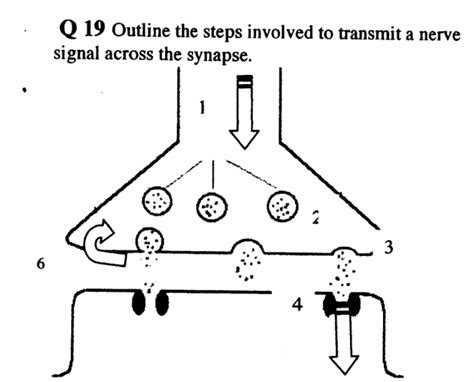 Steps Involved To Transmit A Nerve Impulse Across Synapse Diagram Quizlet