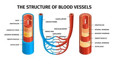 Free Vector Realistic Blood Vessels Artery And Vein Composition With