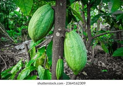 Green Cocoa Pod Science Royalty Free Images Stock Photos Pictures Shutterstock