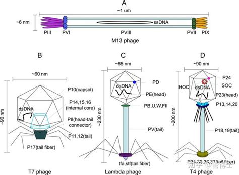 捕捉噬菌体结构，有利于生物技术应用 知乎