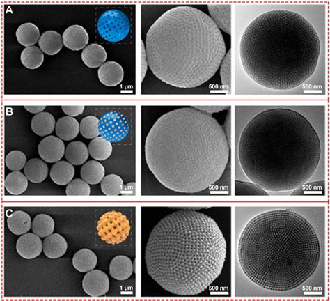 Metal Phenolic Networks Facile Assembled Complexes For Cancer