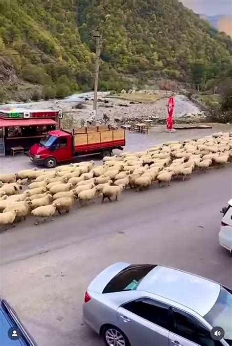 მთიულური მუსიკა Youtube