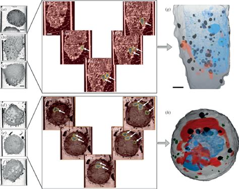 Three Dimensional Reconstruction Methodology Ac Representative Download Scientific Diagram