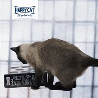 Yippee Cat Gifs Find Share On Giphy