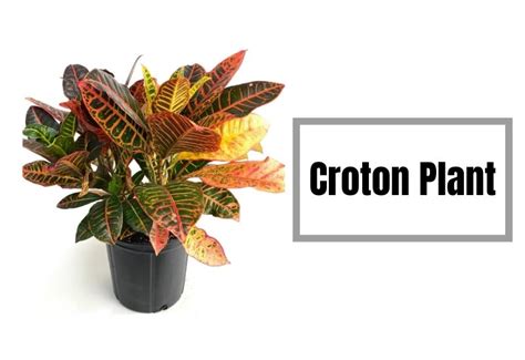 How To Grow Croton Plant Faster At Peggy Bradley Blog