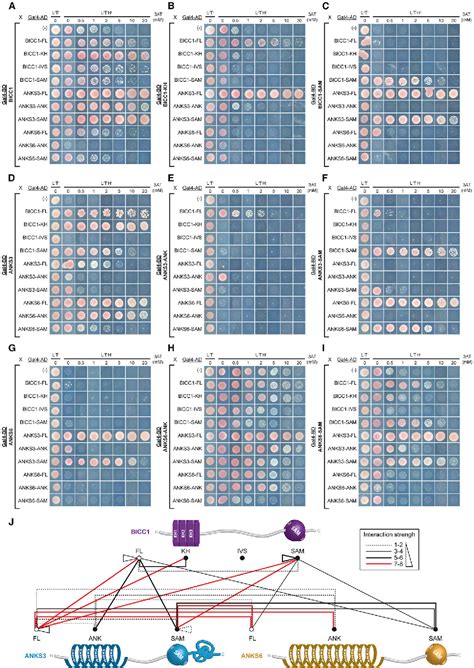 Figure 1 From Crystal Structure Of Bicc1 Sam Polymer And Mapping Of