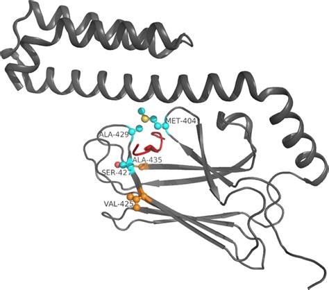 Key Residues Identified In Dnak Sbd Residue Side Chains Are In Ball