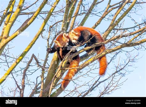 Red Panda Ailurus Fulgens Two Red Pandas Together In A Tree Stock