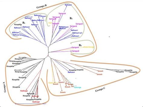 tree representation of the dendrogram based on the dissimilarity matrix