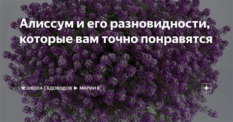 Алиссум и его разновидности которые вам точно понравятся 🌿Школа садоводов Марии В Дзен
