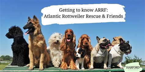 Getting To Know Arrf Atlantic Rottweiler Rescue And Friends Harford Lifestyle