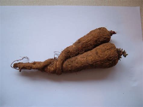 Deformed Root Crops Tips For Preventing Misshapen Parsnip Root Parsnips Edible Garden