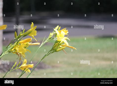 Yellow Colored Daylilies Daylily Flowers Are Highly Diverse In Colour