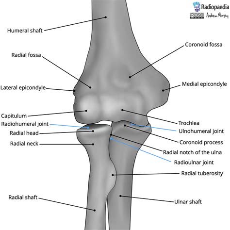 Olecranon Anatomy Elbow Ottawa Msk