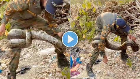 Python Rescued Video Horrific Incident Involving A Forest Officer