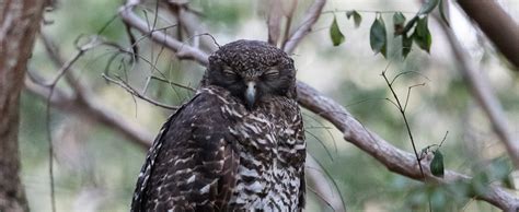 Powerful Owl Monitoring Project Land For Wildlife