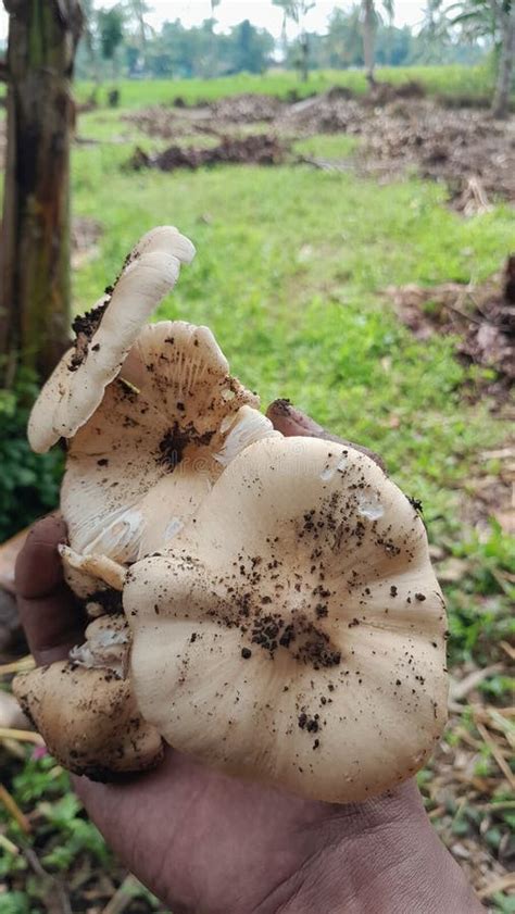 An Orange Fungus That Grows From Termite Houses In The Ground And Is