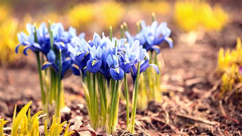 Blue Iris Flowers Hd Flowers Wallpapers Hd Wallpapers Id 72245