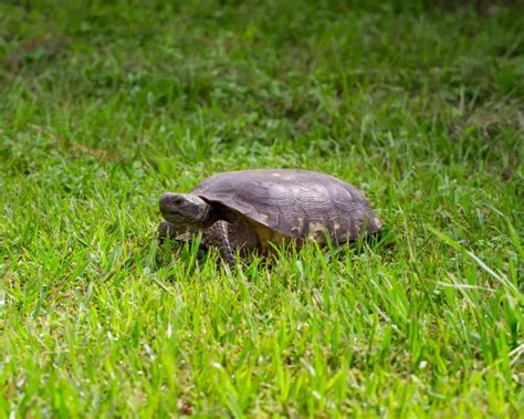 Gopher Tortoise Facts Diet Habitat And Pictures On Animaliabio
