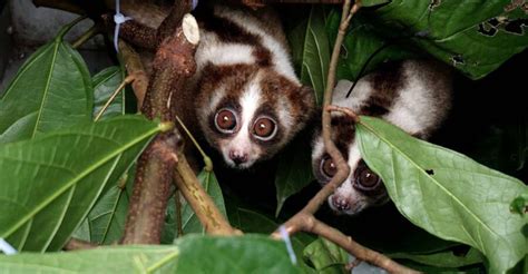 14 Strange Behaviors Of The Slow Loris That Keep It Hidden From Predators