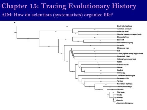 ppt chapter 15 tracing evolutionary history powerpoint presentation