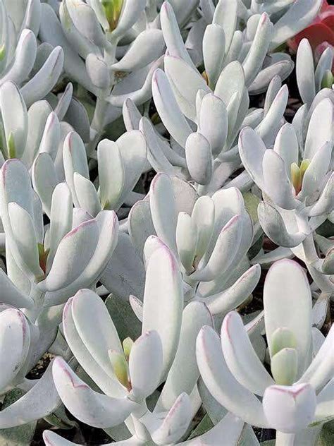 Cotyledon Delight Korean Rare Succulent Lazada Ph