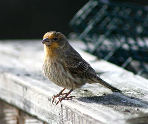 Yellow Headed House Finch Project Feederwatch