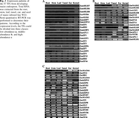Expression Patterns Of The 57 Tfs From Developing Maize Endosperm Download Scientific Diagram