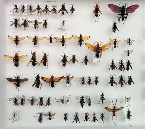 Creature Feature Tarantula Hawk Wasp