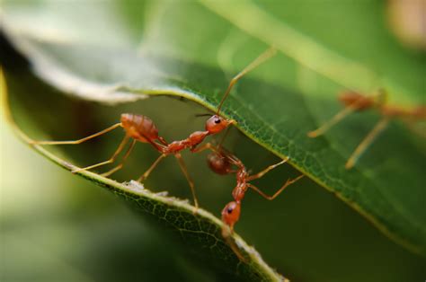 Rainforest Insects Photos And Info