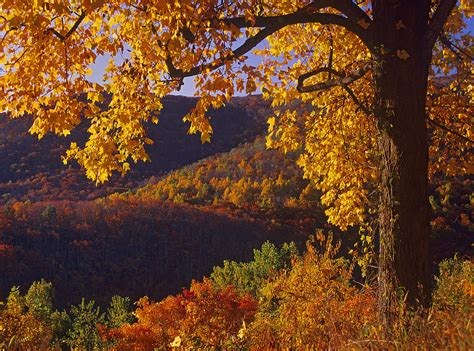 Deciduous Forest Autumn Deciduous Forest Definition Climate