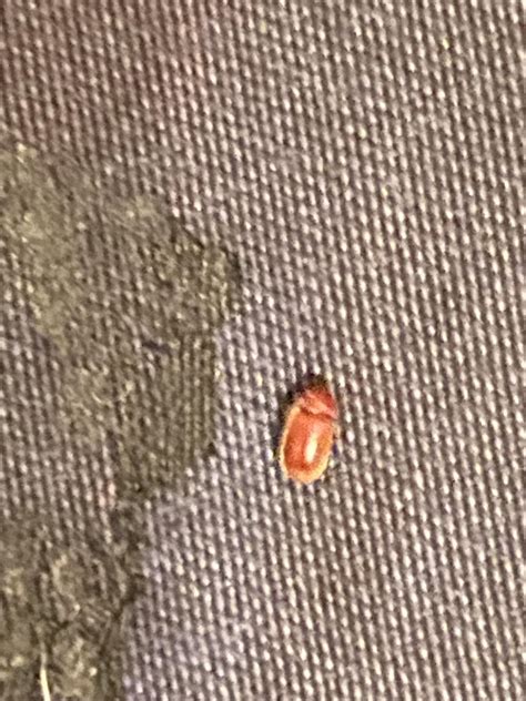 Apprehend Finally Worked Rbedbugs