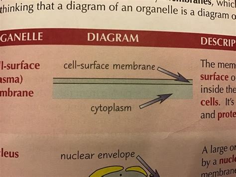 Cell Structure Flashcards Quizlet