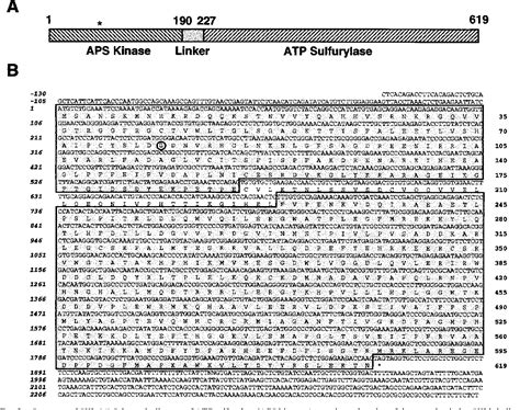 Focal Adhesions Semantic Scholar