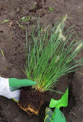 Vrtni Raspored Ukrasne Trave Sadnja I Briga O Ukrasnim Travama U Vrtu Vrtlarstvo